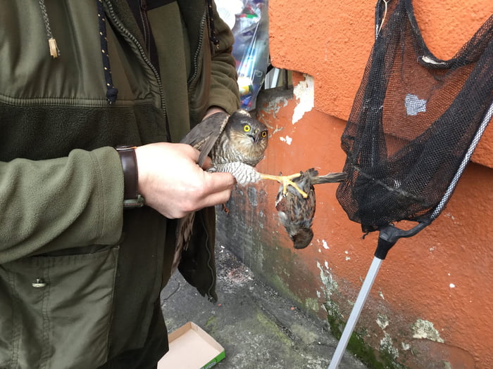 Someone noticed this sparrow hawk female had a broken leg and called an ...