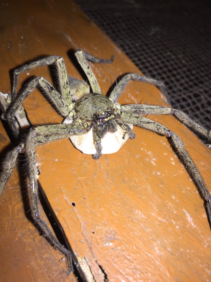 Giant spider with hundreds of baby spider inside that pod - 9GAG
