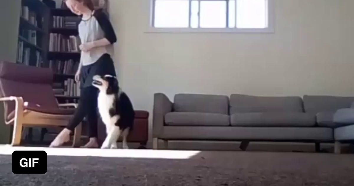 Irish dancing pupper - 9GAG