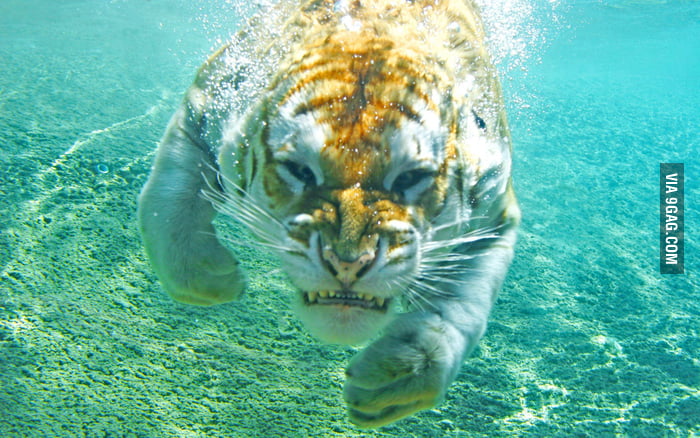 Badass Tiger 9gag