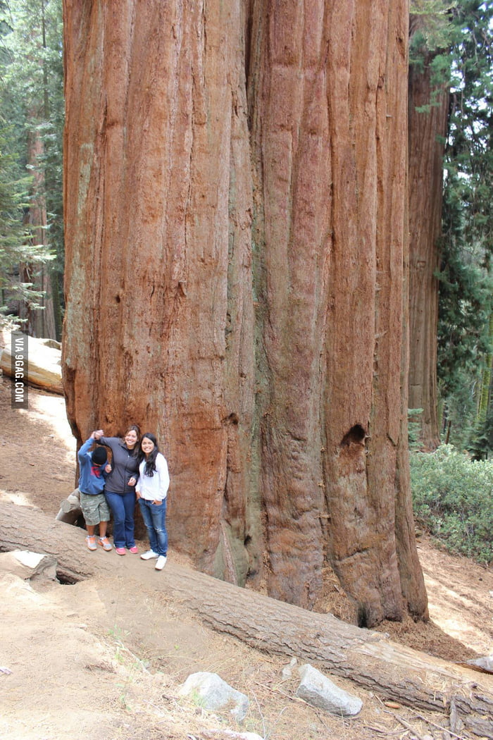 A very very big tree - 9GAG