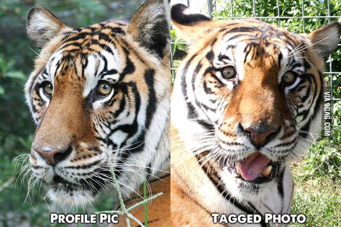 First World Tiger Problems. - 9GAG