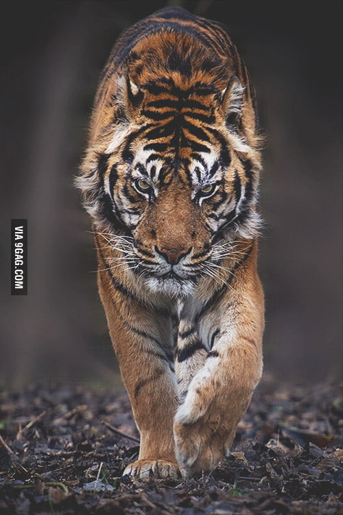 That is one badass looking tiger! - 9GAG
