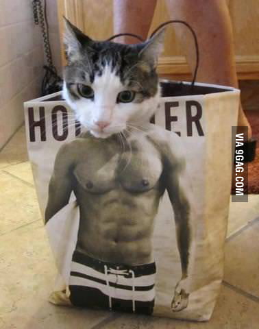 6 pack cat - 9GAG