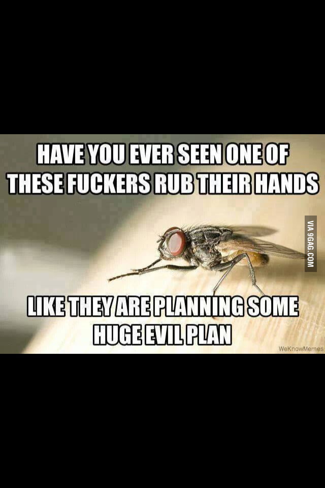 Evil flies... - 9GAG