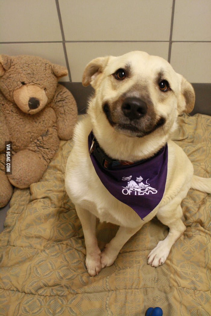 Teddy bears make shelter dogs smile! - 9GAG