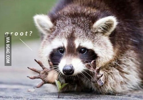 Groot 9gag