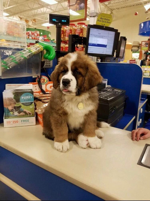 This 12 week old St. Bernard - 9GAG