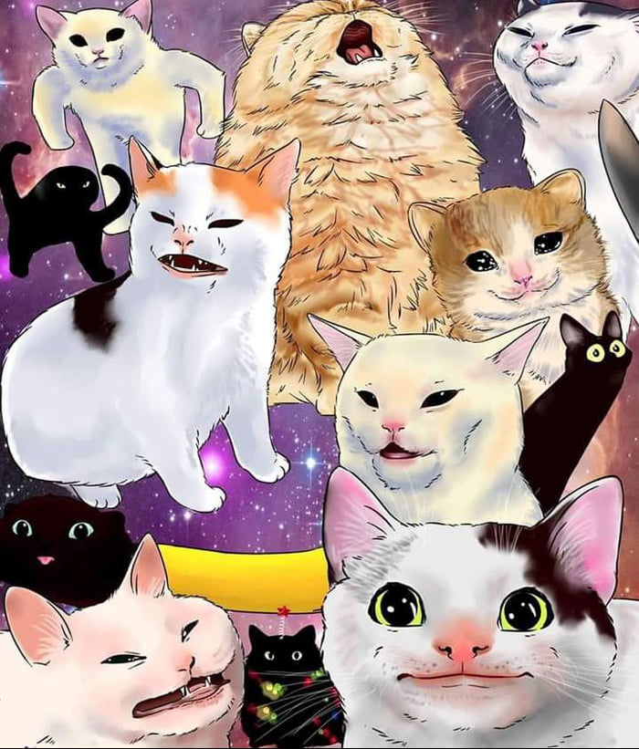 Cat memes (meow) - 9GAG