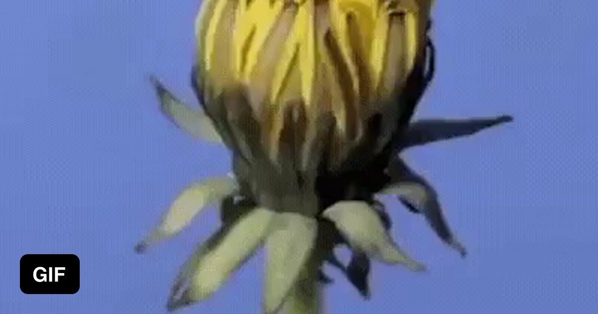 How a dandelion transforms - 9GAG
