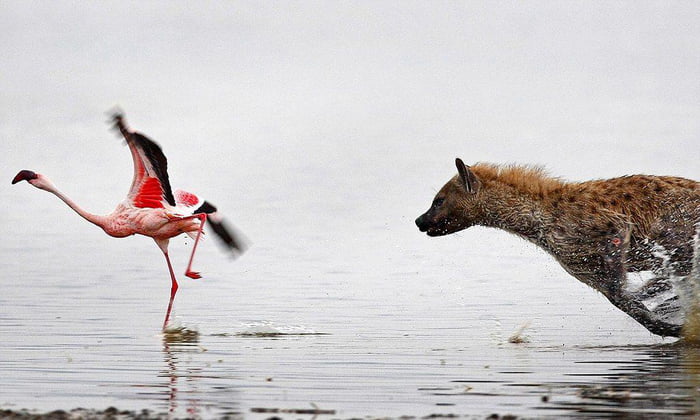 A Hyena chasing after a Flamingo in Kenya's Lake Nakuru. It tried to ...