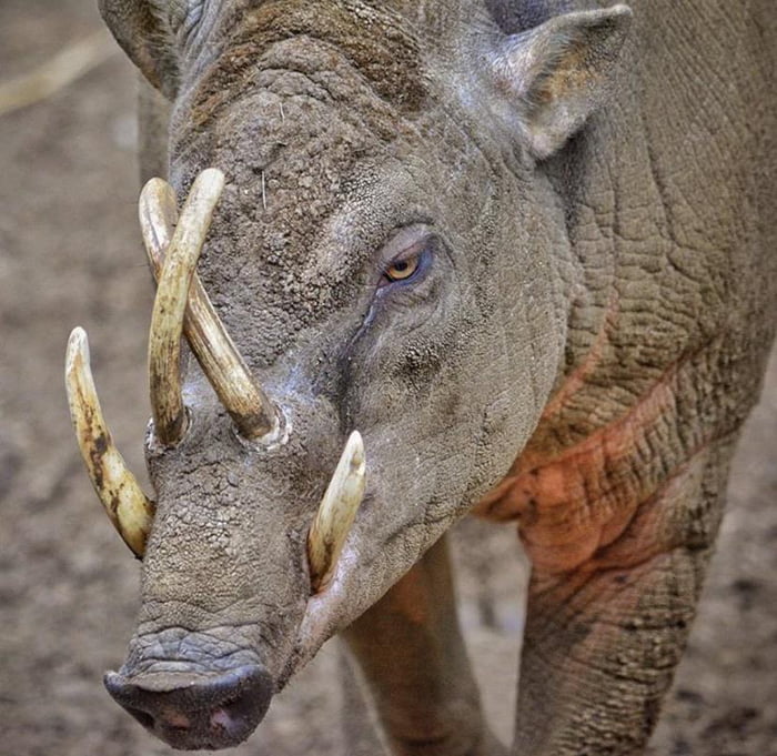 The Babirusa, a species of wild pig native to southeast Asia that can ...