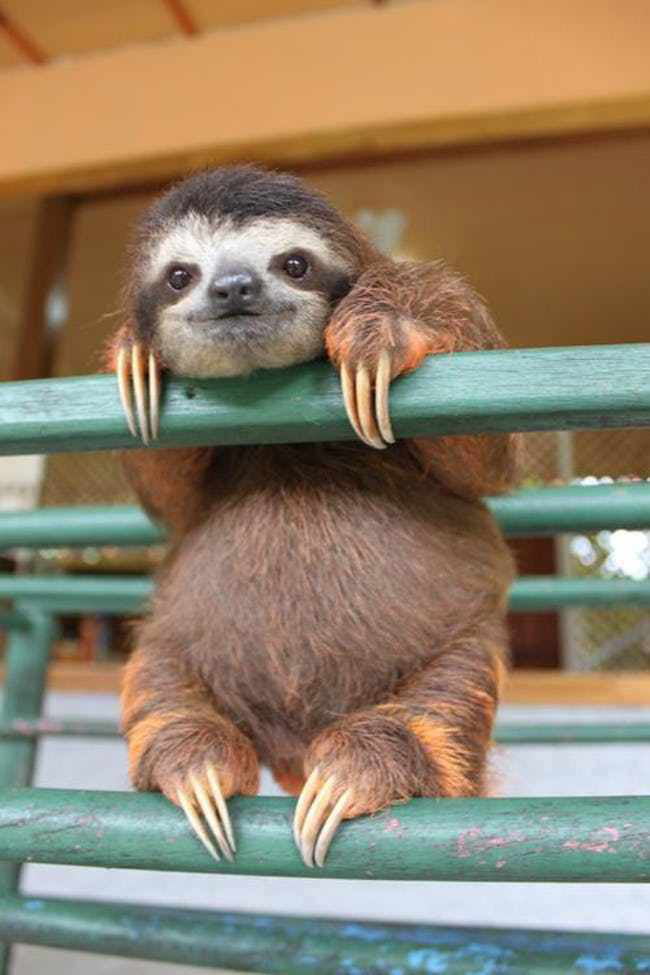 Baby Sloth Chillin' on a Gate - 9GAG