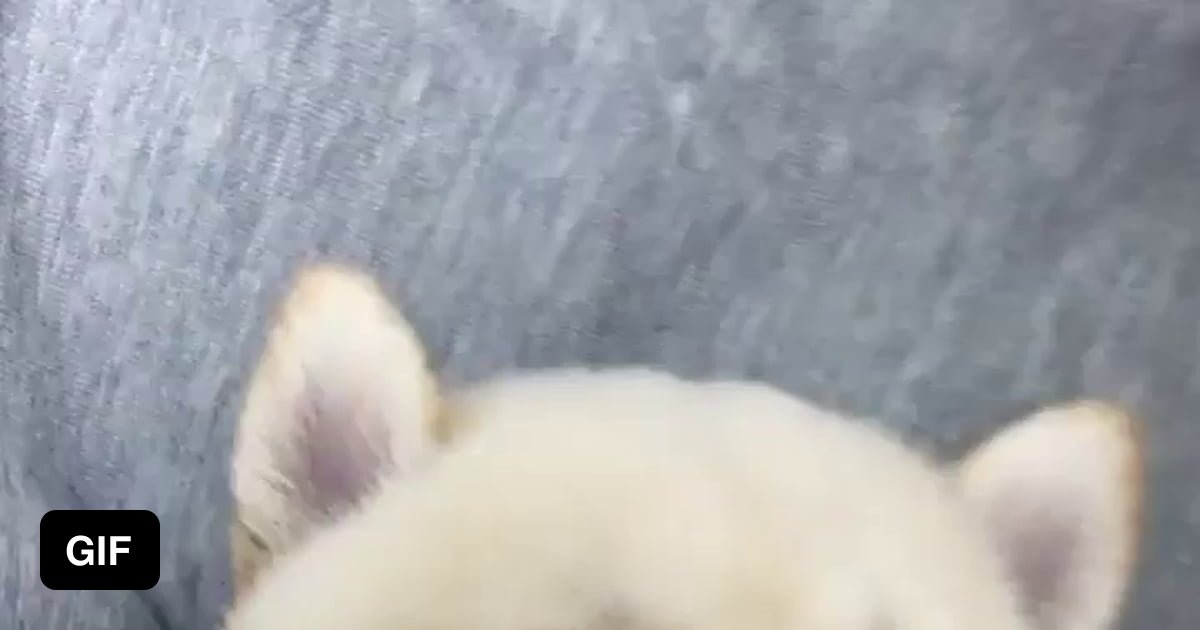 Take a break to go pet ya pets. - 9GAG