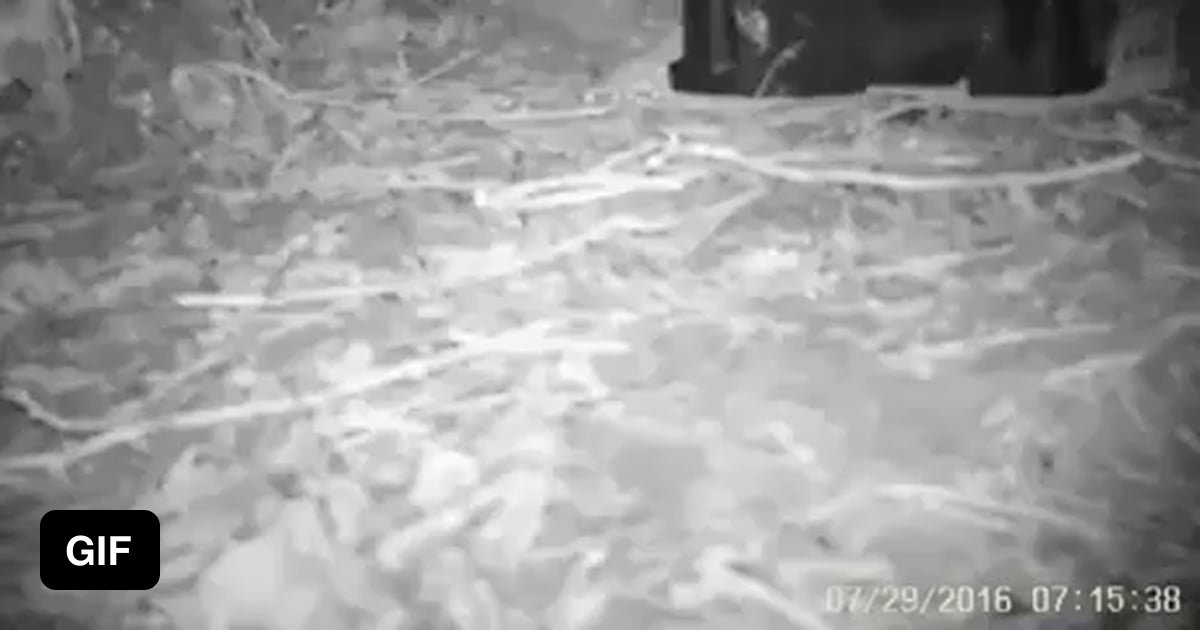 How you parents see you in the security cam sneaking back home after a ...