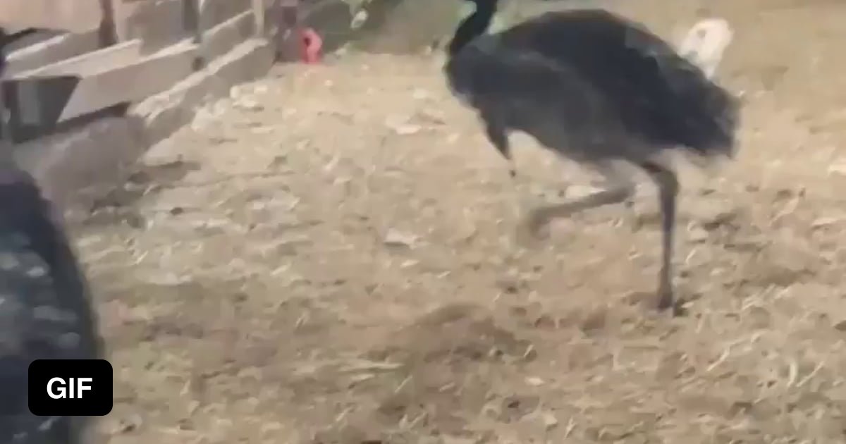 Emu flipping out over a bunny. - 9GAG