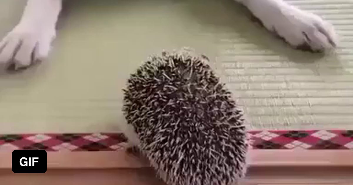 Doggo is confused - 9GAG