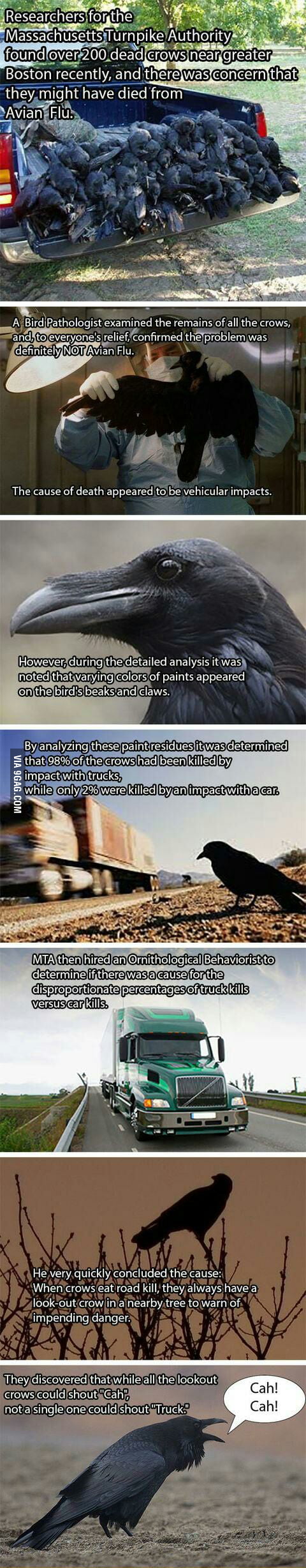 Black crows - 9GAG