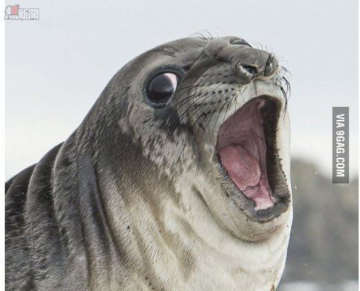 After awkward seal, satisfied seal, we now hv a shocked seal - 9GAG