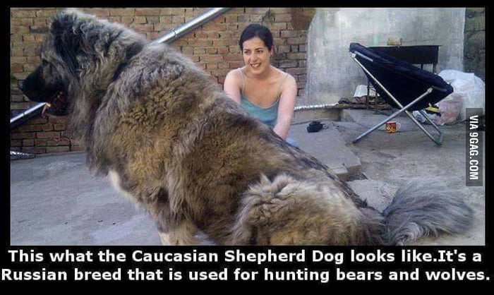 Hunting bears and wolves...omg - 9GAG