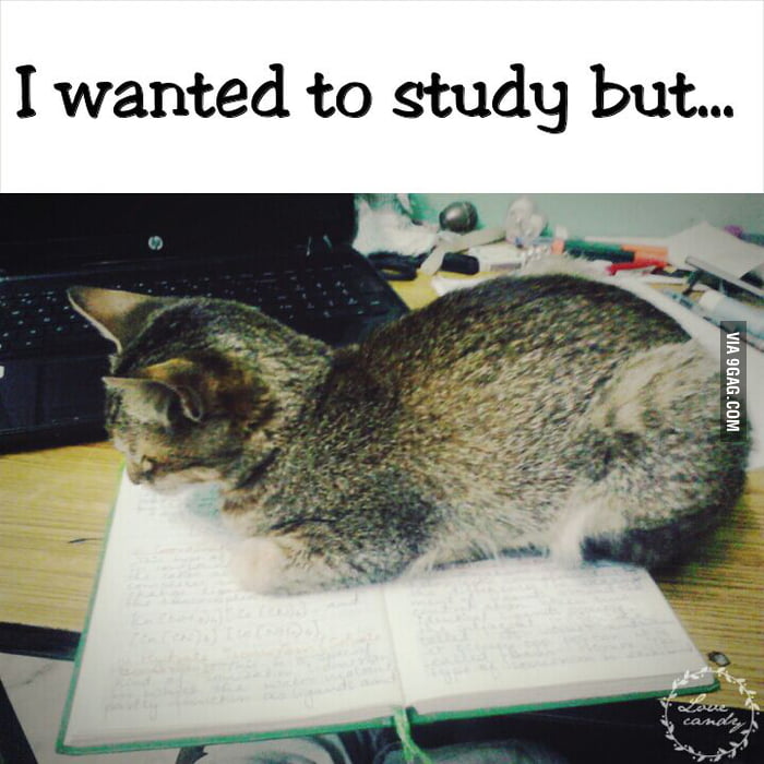 My cat won't let me study.. - 9GAG