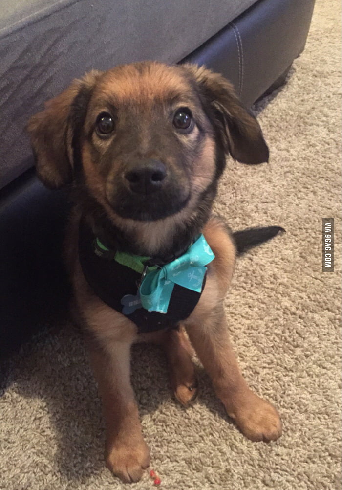 Don't let his face deceive you, he's a little puppy tornado - 9GAG