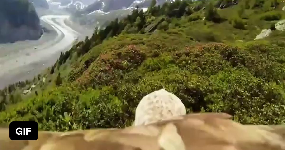 Eagle with GoPro attached soars through the French Alps - 9GAG