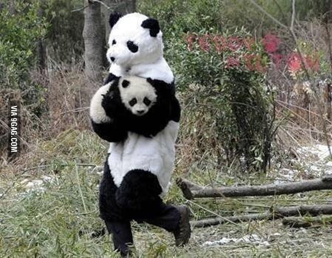 "It's okay panda, I'm your mother now" - 9GAG