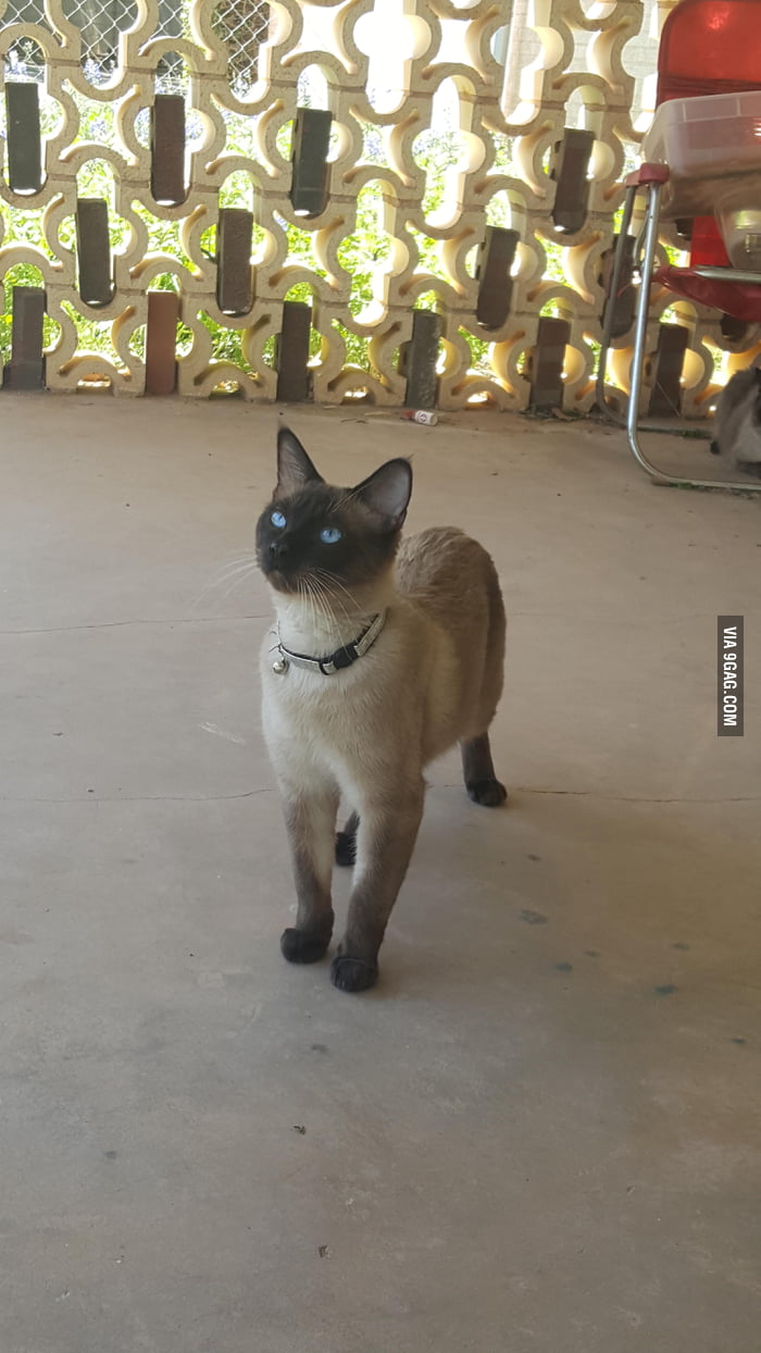 My cat, Duck. - 9GAG