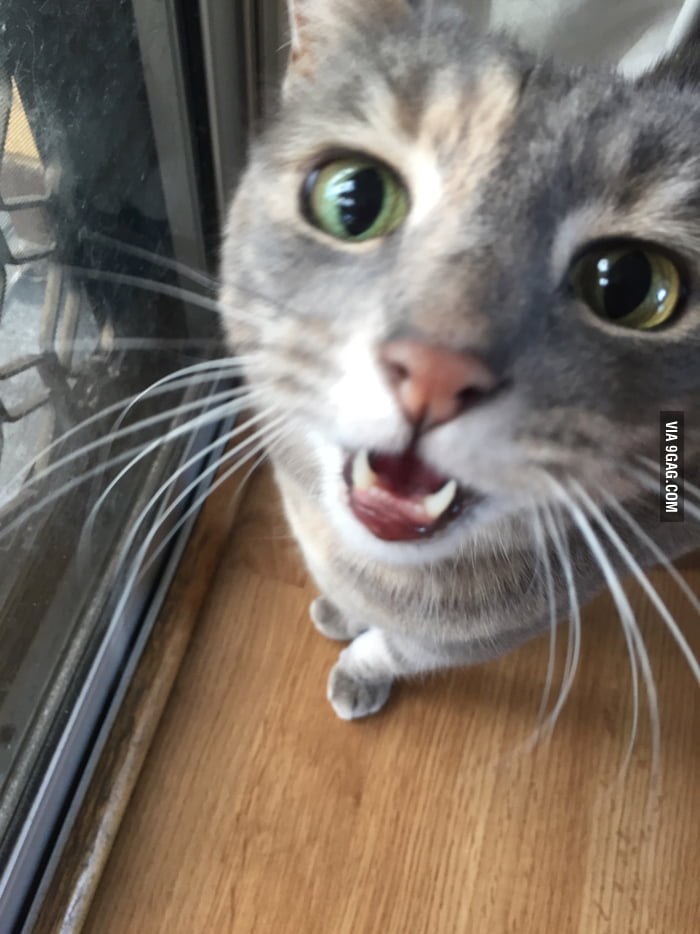 Hey whatcha doin?? - 9GAG