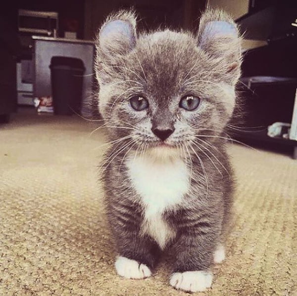 The Literal Definition Of Adorable 9GAG the-literal-definition-of-adorable-9gag