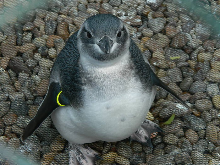Cute, fat little penguin - 9GAG