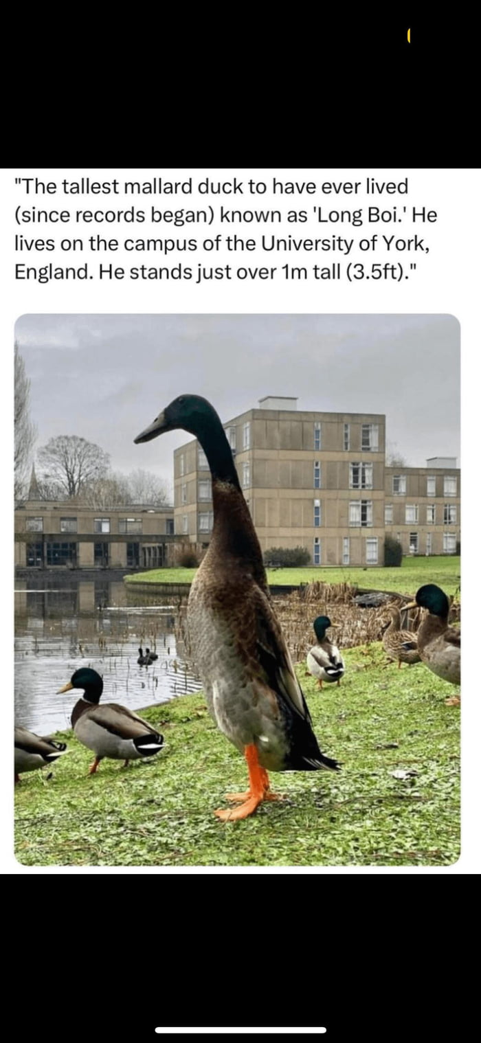 Of a duck - Meet Long Boi aka Duckzilla - 9GAG