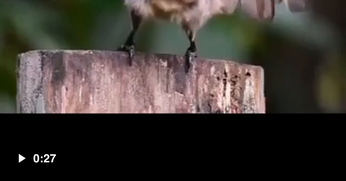 Best. Mating. Dance. Ever - 9GAG