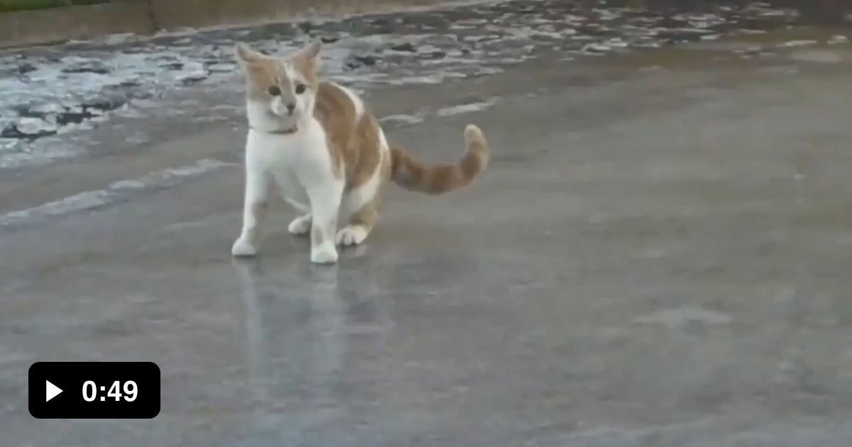 Orange cat on ice. She's going through all the known cat moves in under ...