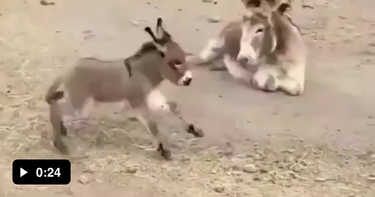 Baby Donkey is happy with his Mom - 9GAG