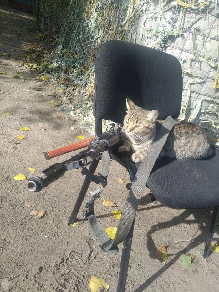 Sniper cat, competitor slayer - 9GAG