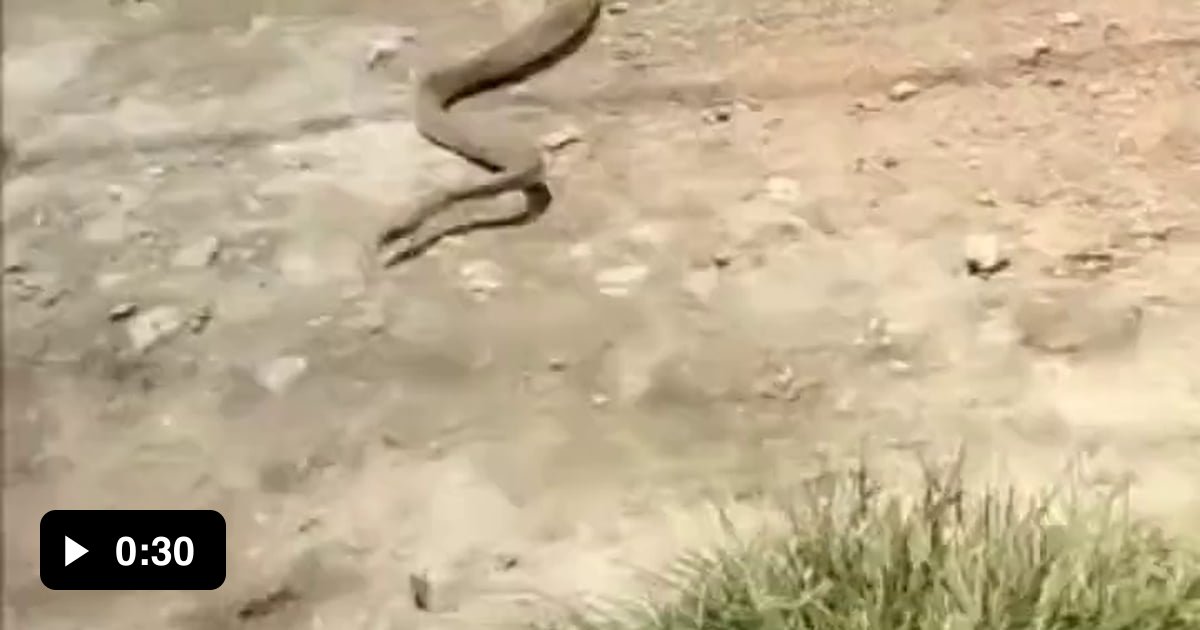 Indian aunty vs snake - 9GAG
