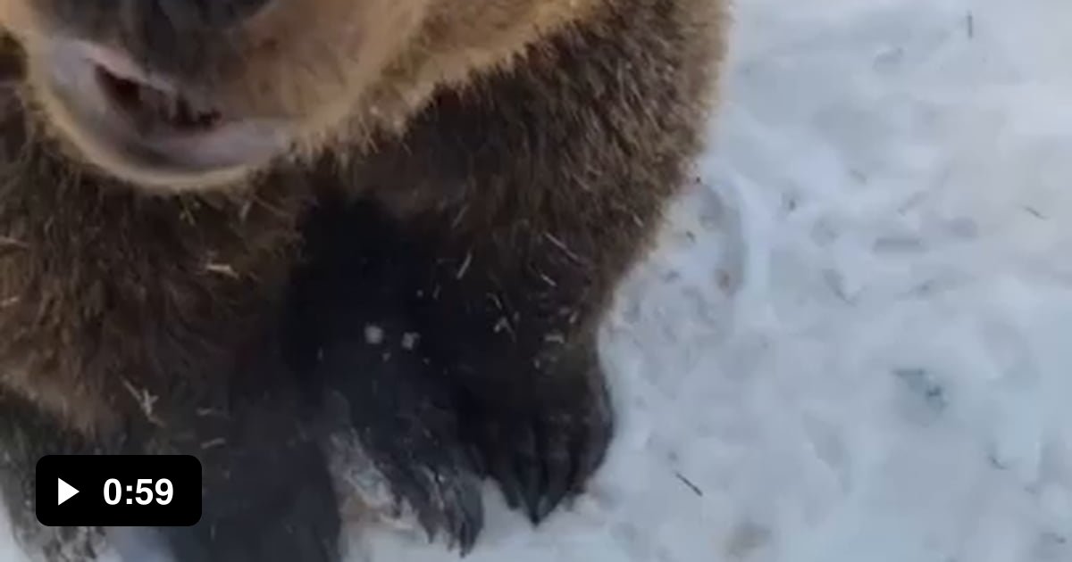 Cute bear eating a pear - 9GAG