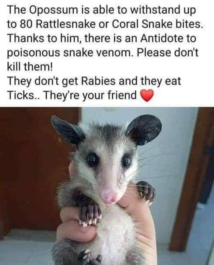Its true, its so rare to get rabies from them and they actually a serum ...
