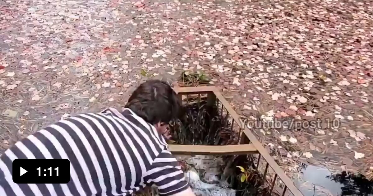 Man unclogs culvert with beaver resistant rack. The clog contains ...