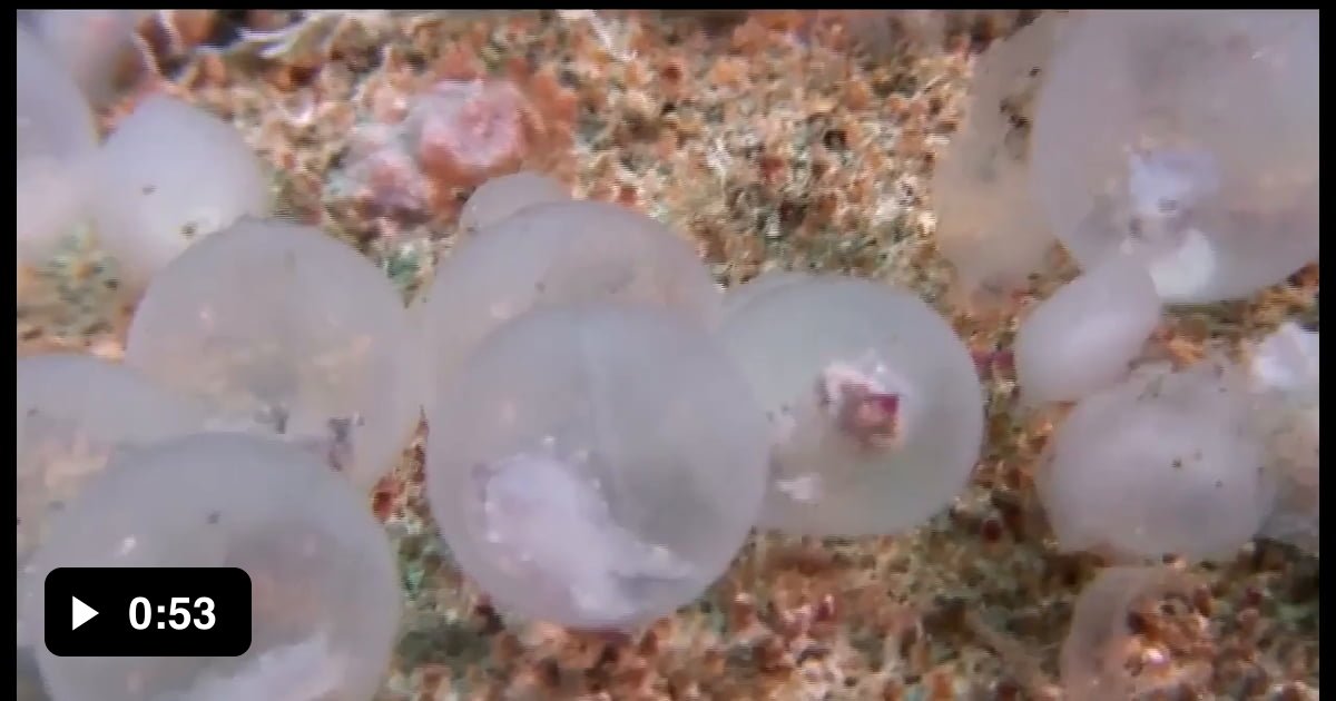 Cuttlefish Eggs Hatching