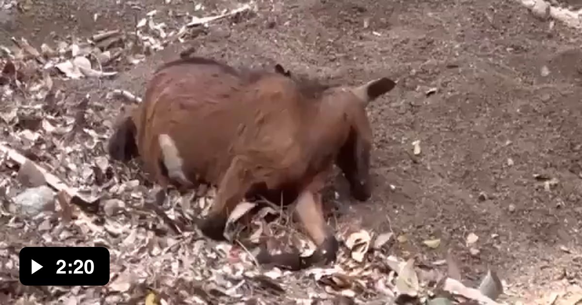 Fascinating behaviour - 9GAG