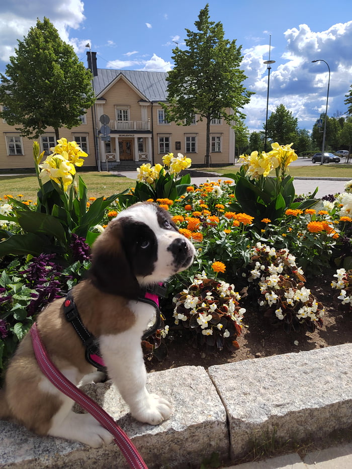 Little St. Bernard - 9GAG