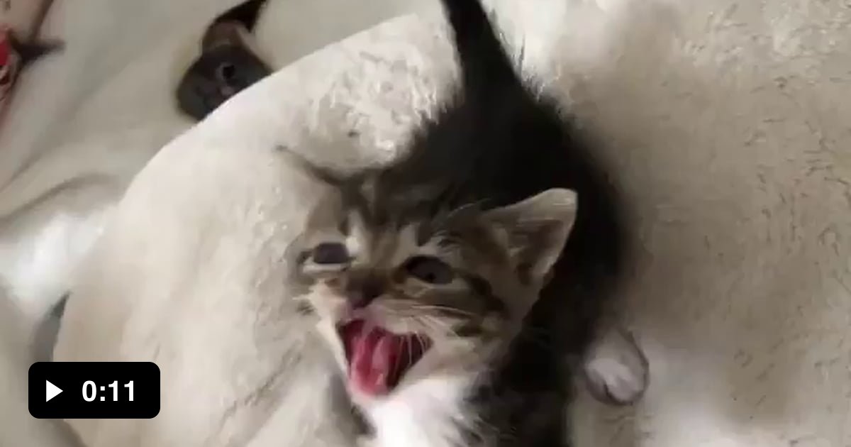 Tiny Tippy Taps - 9GAG