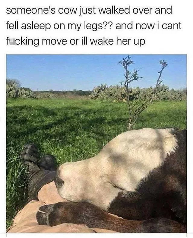 Enough war, happy Friday little cow - 9GAG