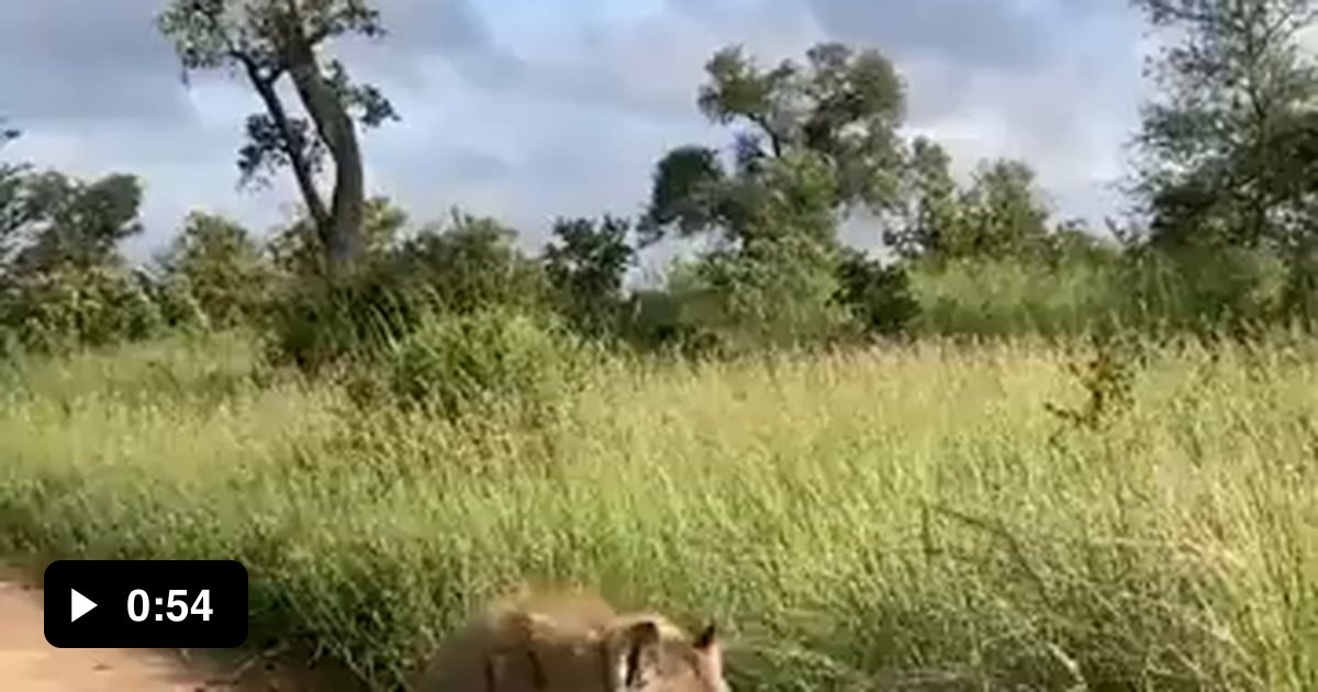 Paralyzed Hyena was spotted thriving 9 months since his injury. - 9GAG