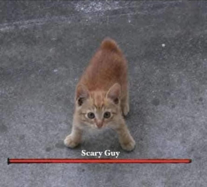 Scary Guy, The Strongest Kitten - 9GAG