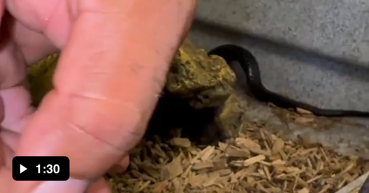 Unpacking a snake! - 9GAG