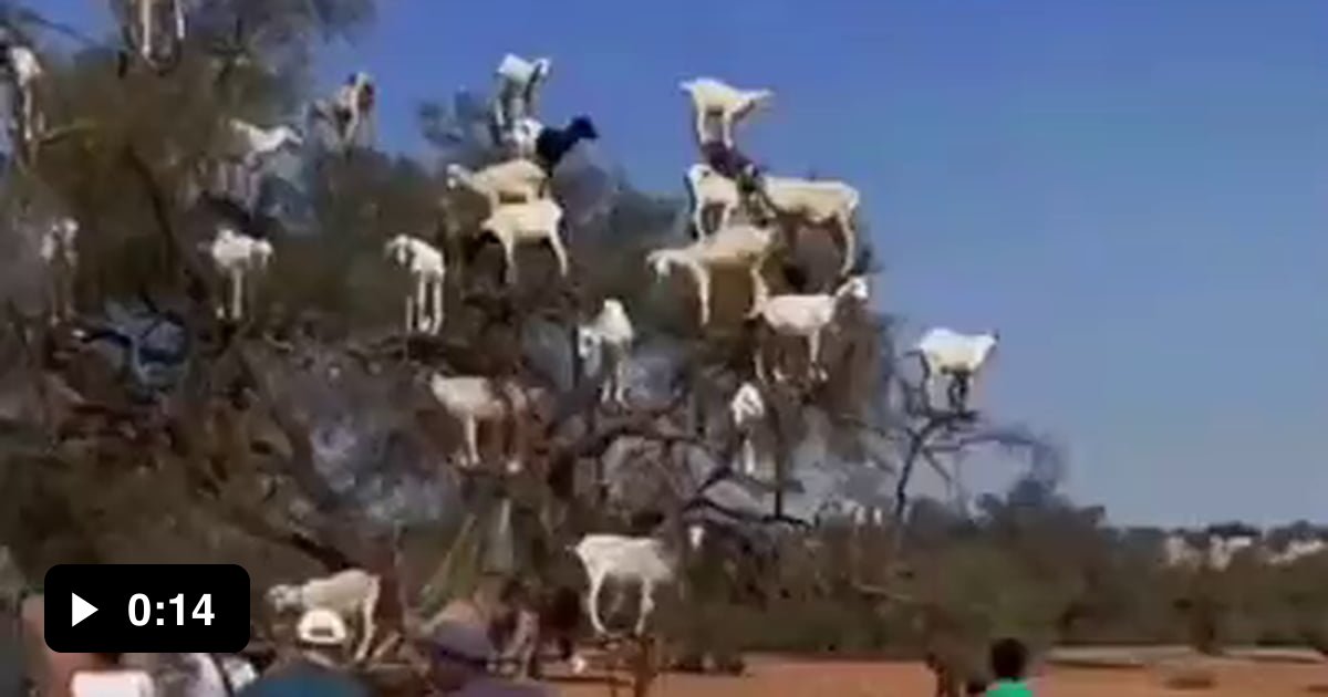 Dope tree, absolutely GOAT'ed - 9GAG